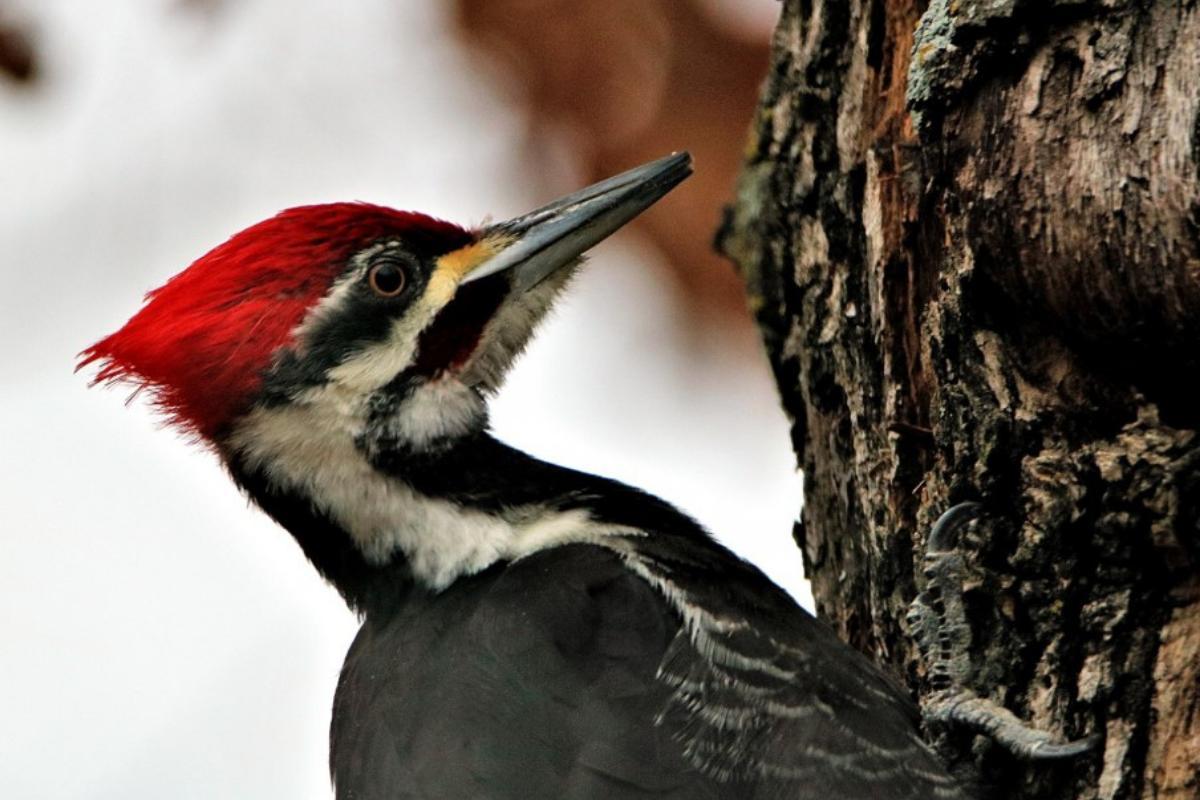25 ANIMAUX à PLUMES - Noms, caractéristiques et PHOTOS