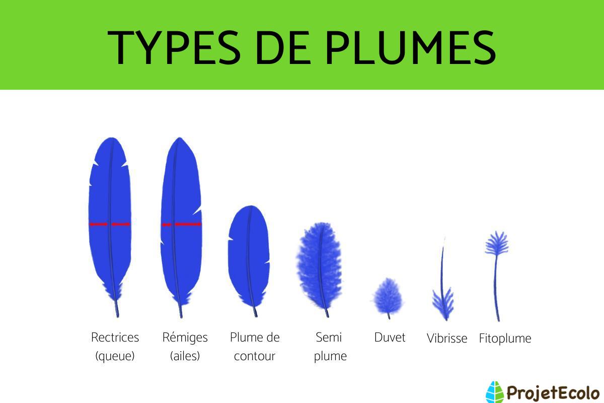 25 ANIMAUX à PLUMES - Noms, caractéristiques et PHOTOS