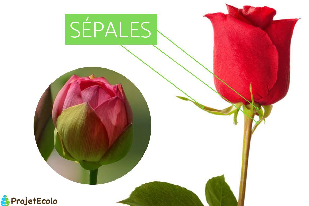 Sépales : Définition et fonction