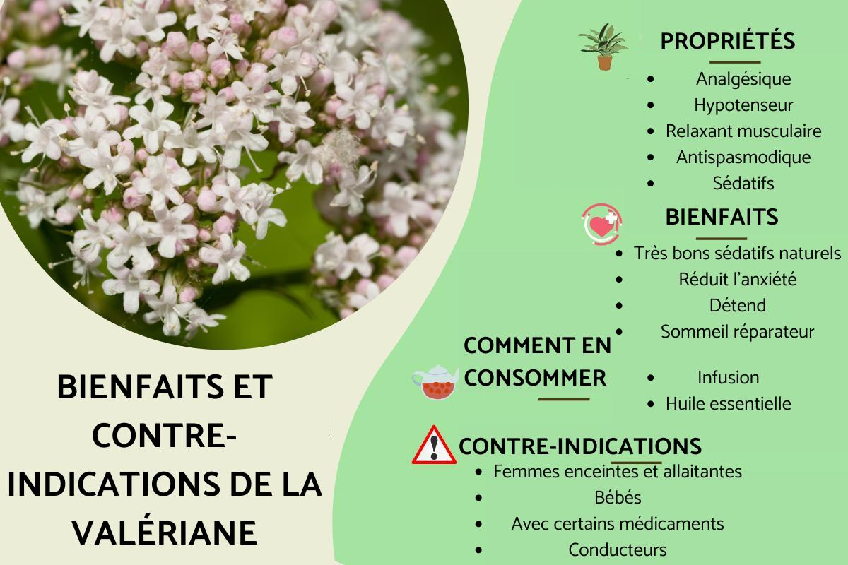 Valériane : bienfaits, contre-indications et effets secondaires