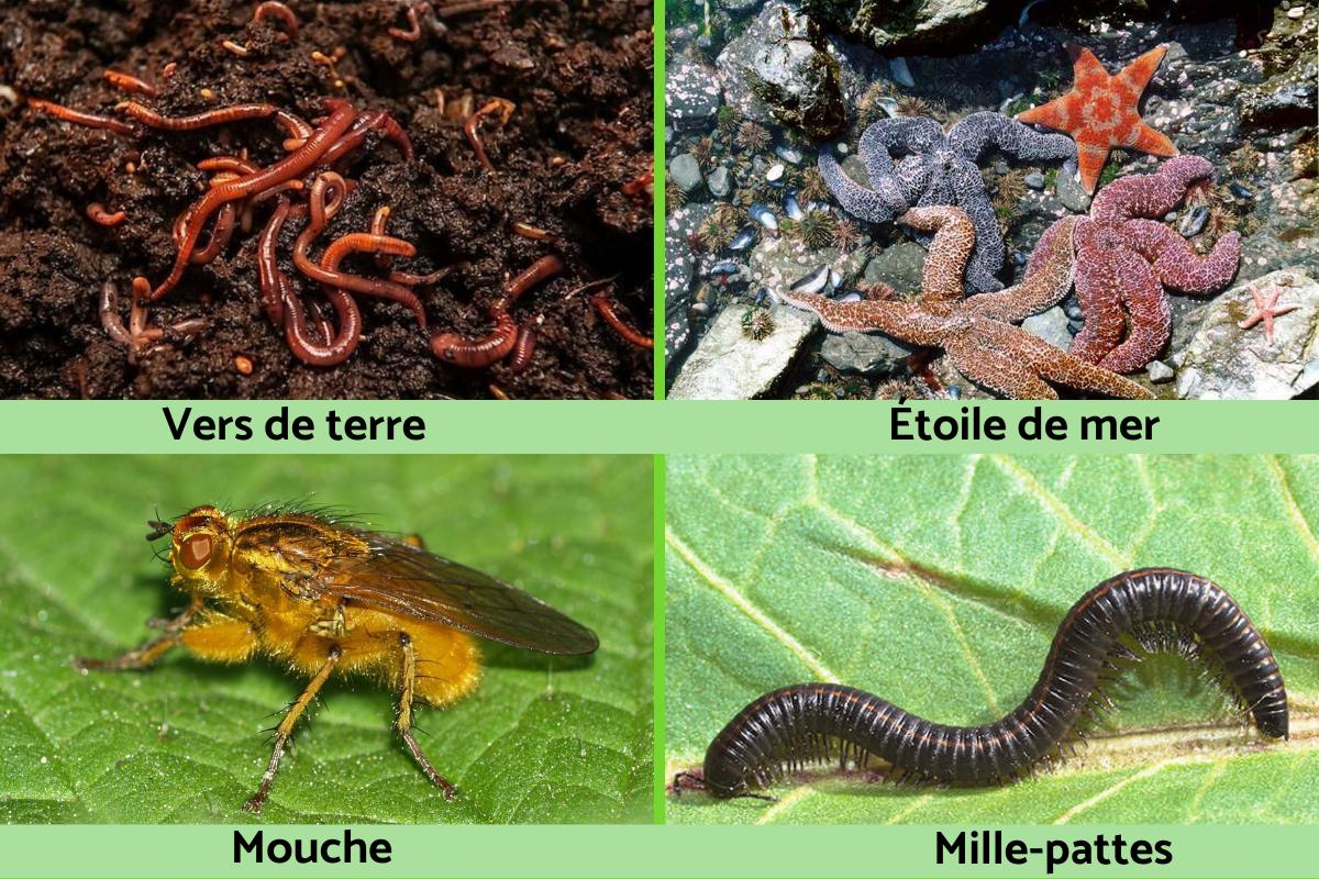 Détritivores : Définition et exemples - PHOTOS