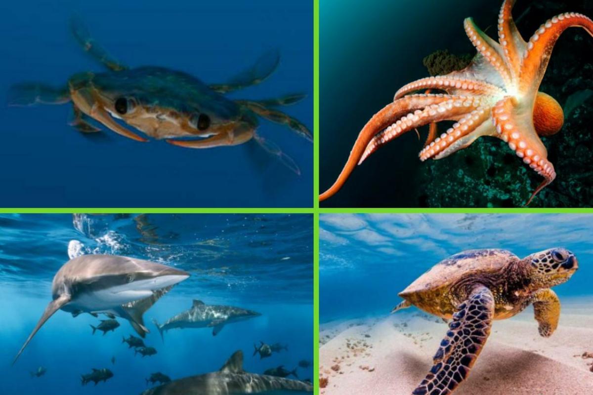 Necton : Définition et exemples