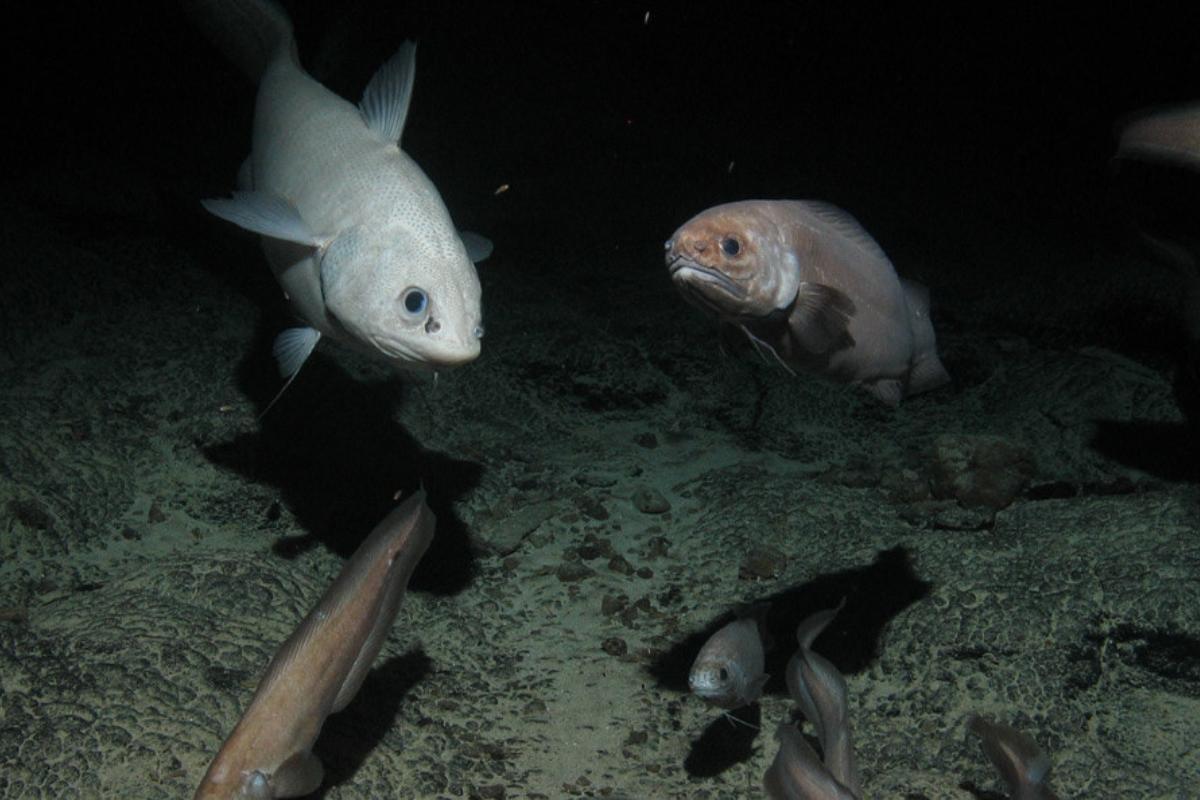 Zone hadale : Définition, flore et faune