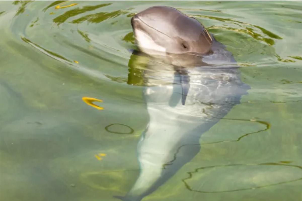 Marsouins : définition, habitat et types