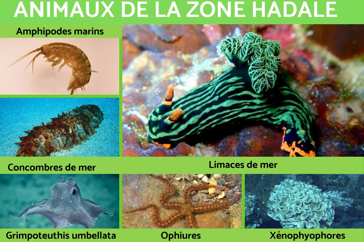 Zone hadale : Définition, flore et faune