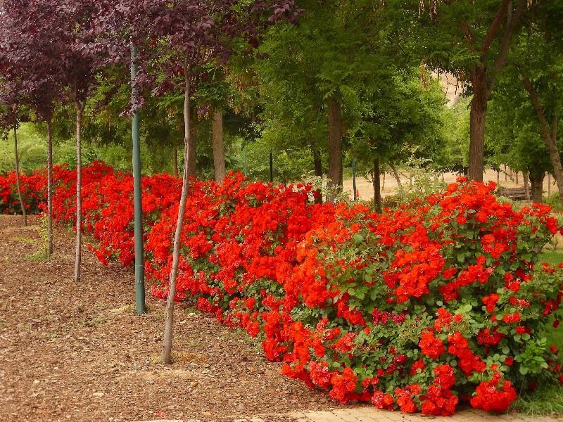 21 Arbustes à fleurs - Noms et PHOTOS