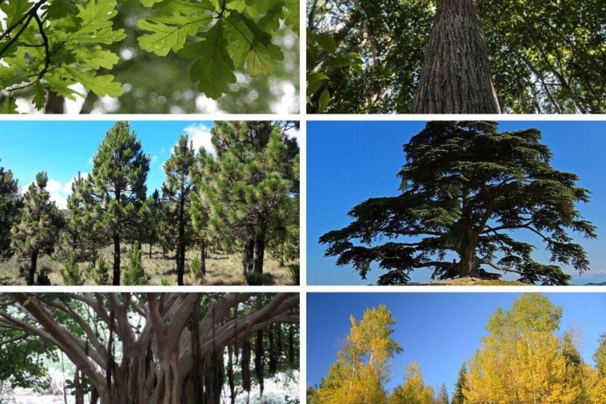 PLANTS FORESTIERS : Définition, types et liste