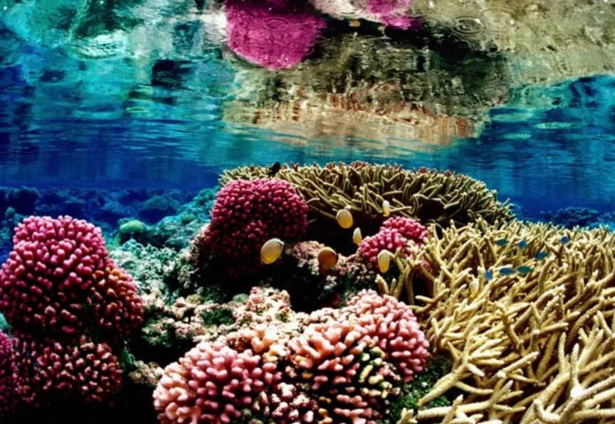 Écosystème marin : définition, caractéristiques, flore et faune