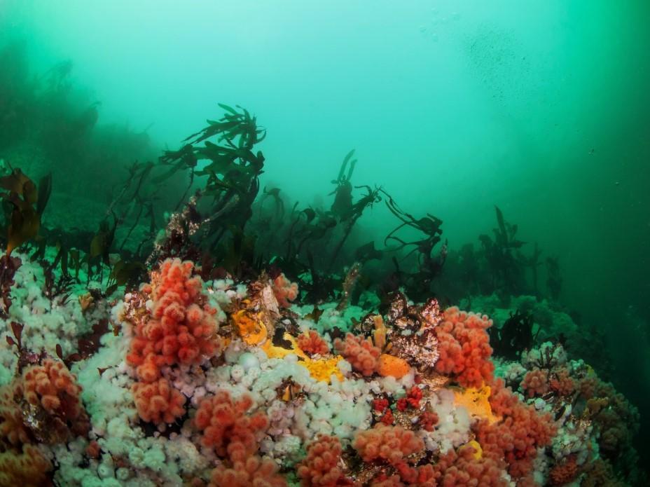 Écosystème marin : définition, caractéristiques, flore et faune