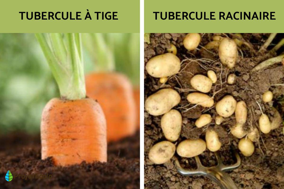 TUBERCULES : définition et 25 exemples avec photos