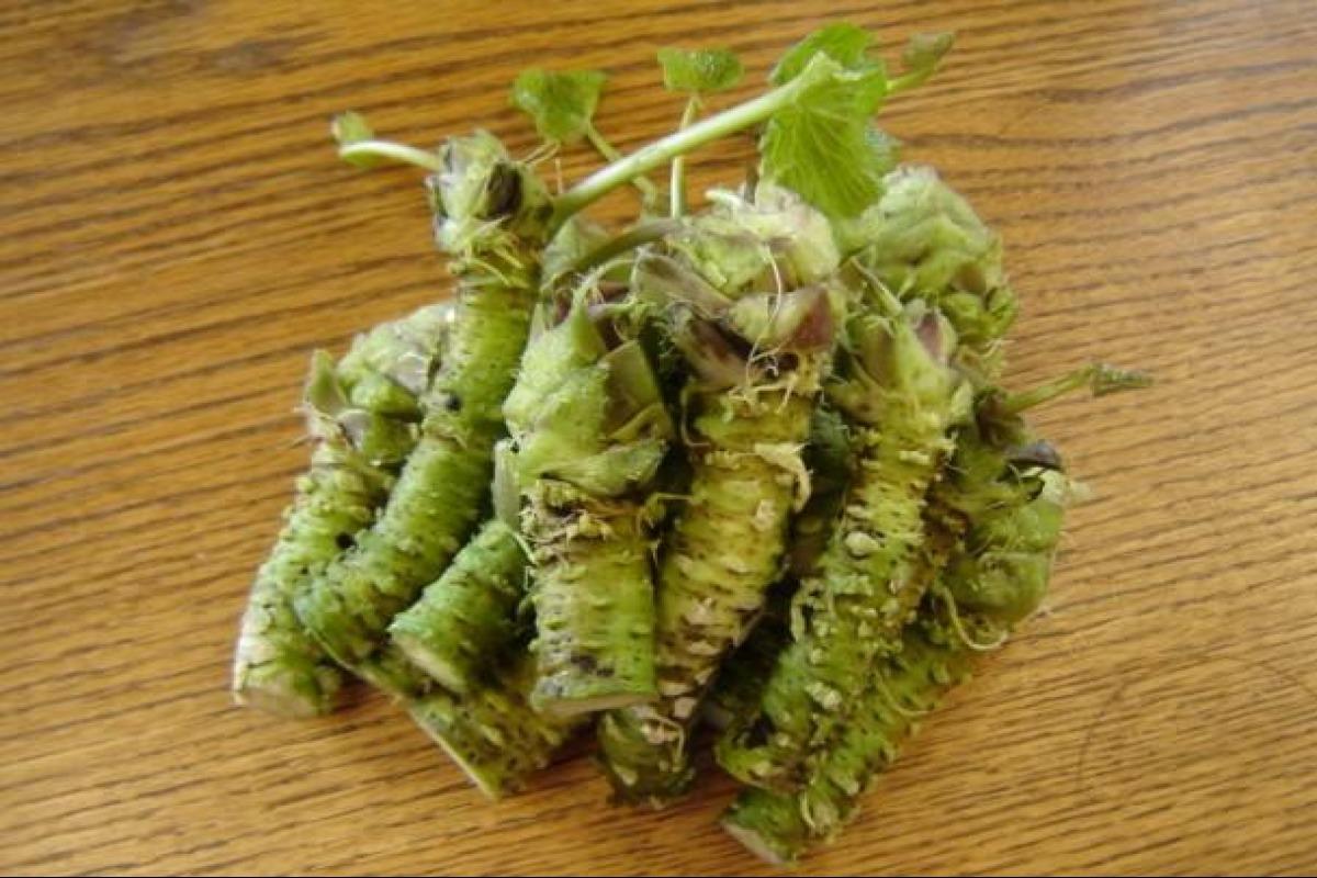 TUBERCULES : définition et 25 exemples avec photos