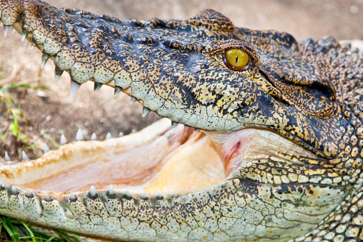 Les 10 MORSURES les PLUS PUISSANTES du MONDE