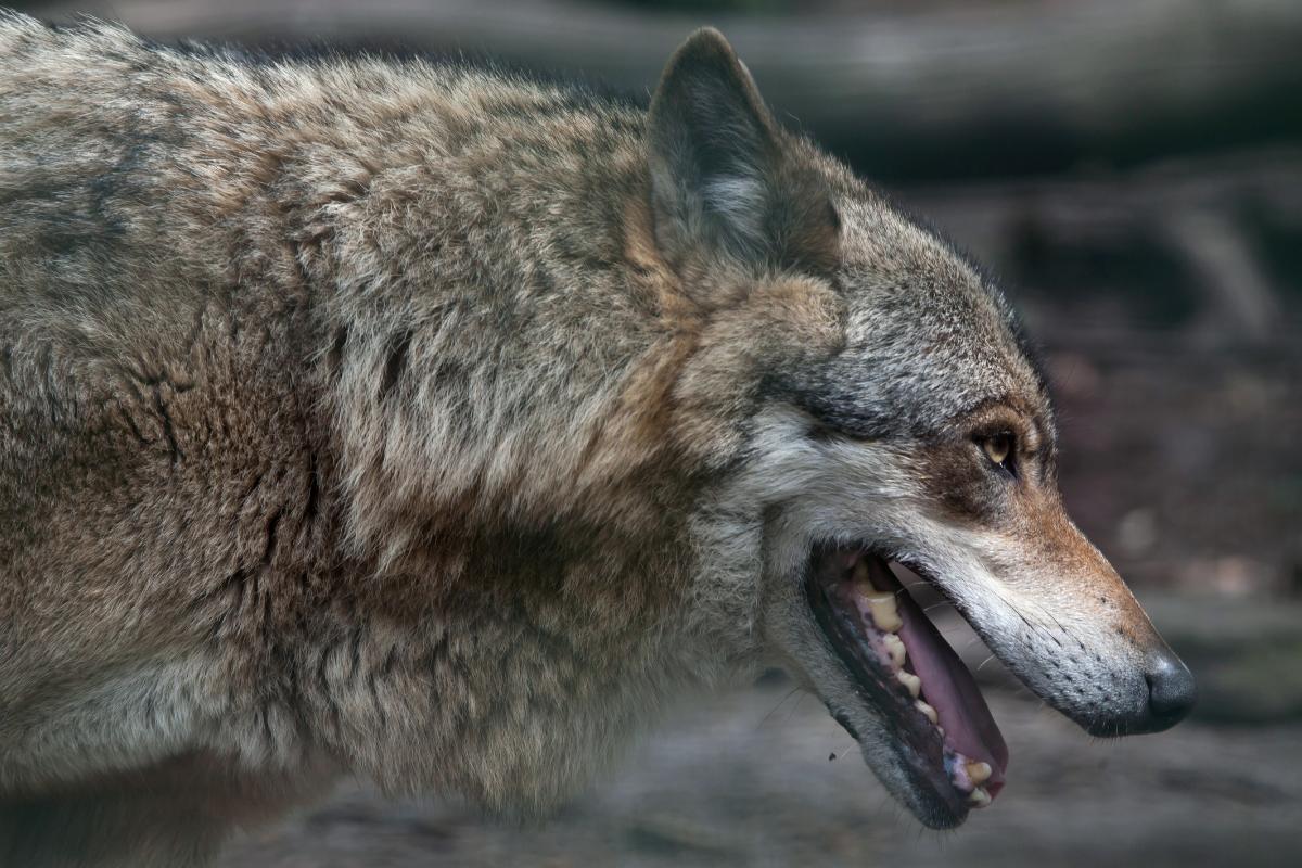 Les 10 MORSURES les PLUS PUISSANTES du MONDE