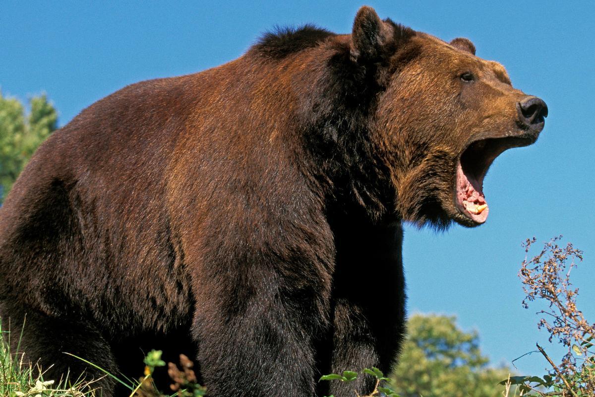 Les 10 MORSURES les PLUS PUISSANTES du MONDE