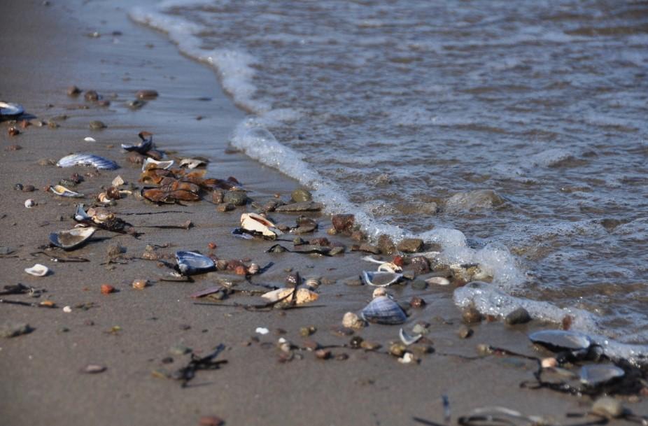 POLLUTION des PLAGES : Causes et conséquences