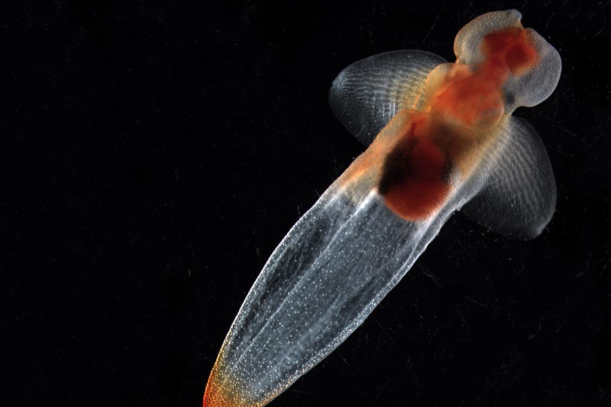 PAPILLON de MER : Caractéristiques, Habitat et Alimentation