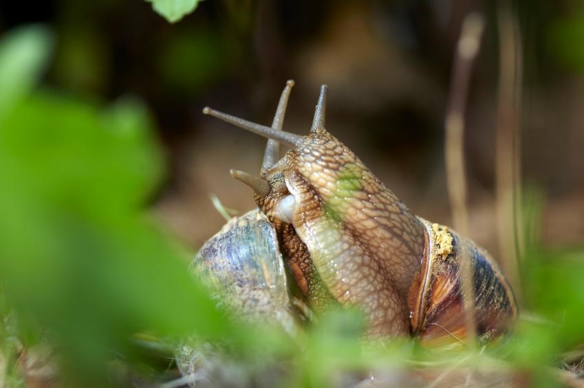 Animaux invertébrés : Caractéristiques et exemples - avec PHOTOS