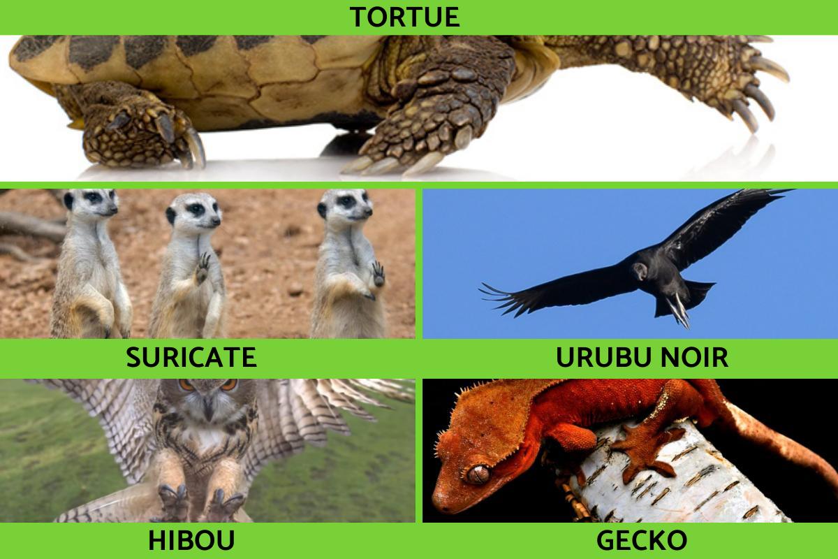 +20 animaux avec des griffes - Noms et PHOTOS