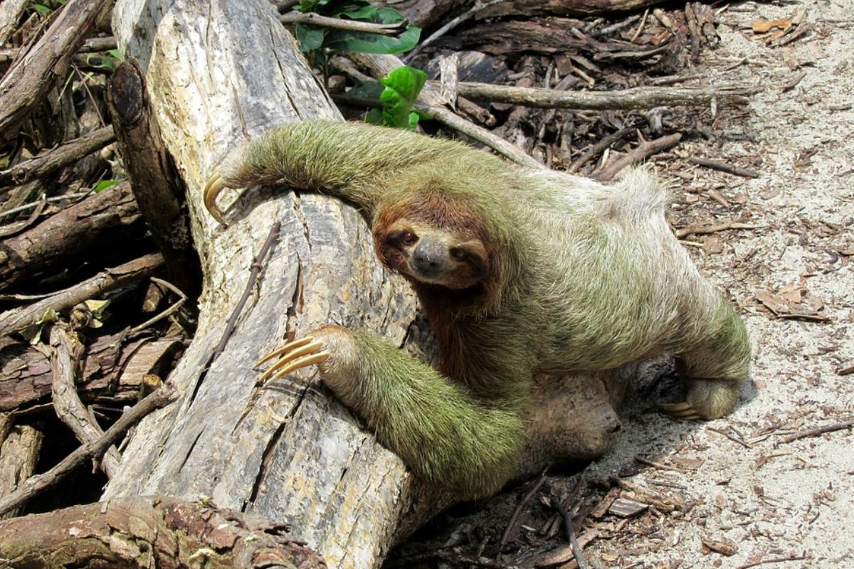 +20 animaux avec des griffes - Noms et PHOTOS