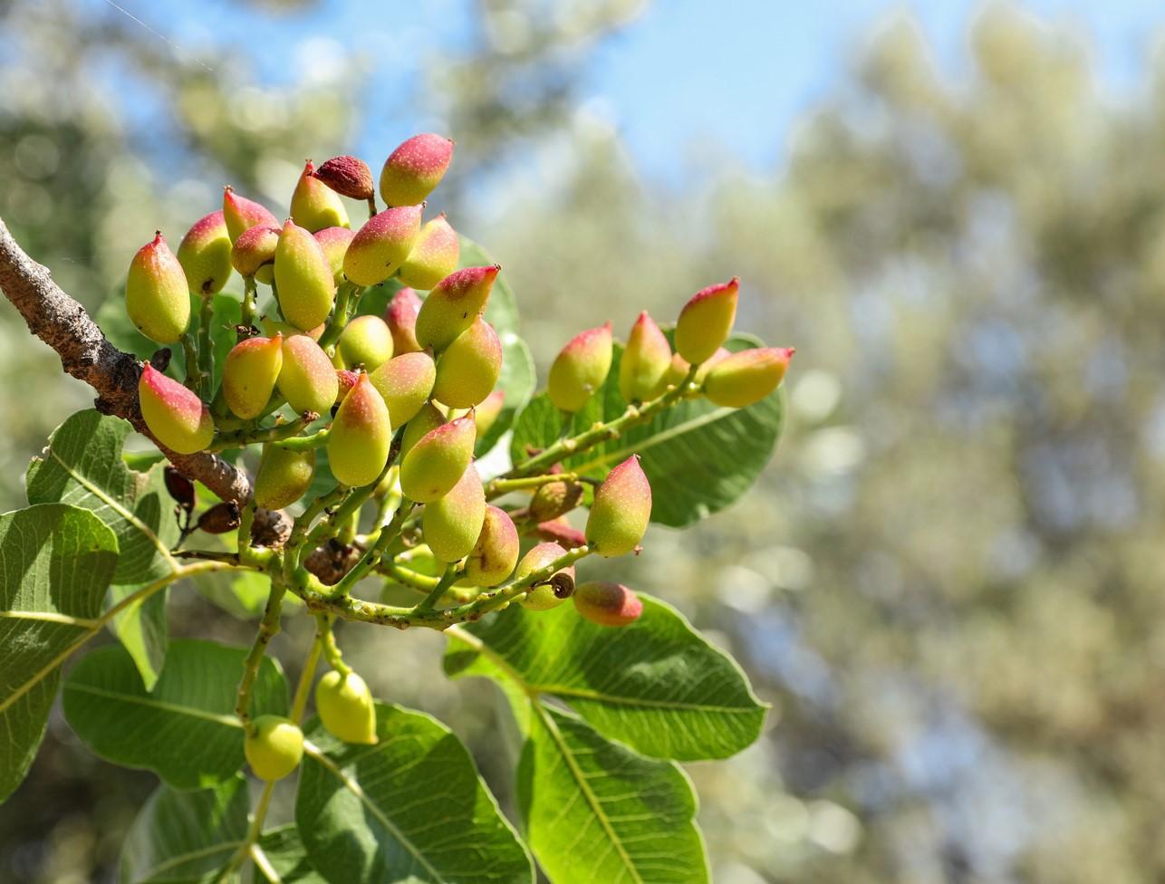 PISTACHIER : CULTURE, PLANTATION, ENTRETIEN et RÉCOLTE