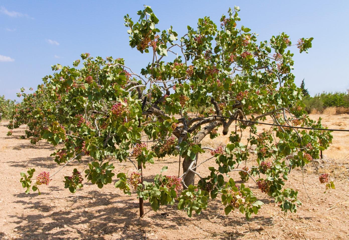 PISTACHIER : CULTURE, PLANTATION, ENTRETIEN et RÉCOLTE