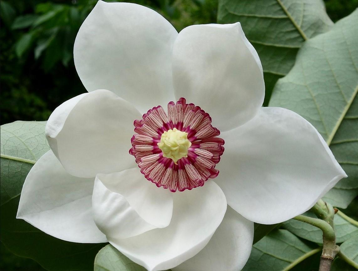 12 TYPES de MAGNOLIAS - espèces avec PHOTOS