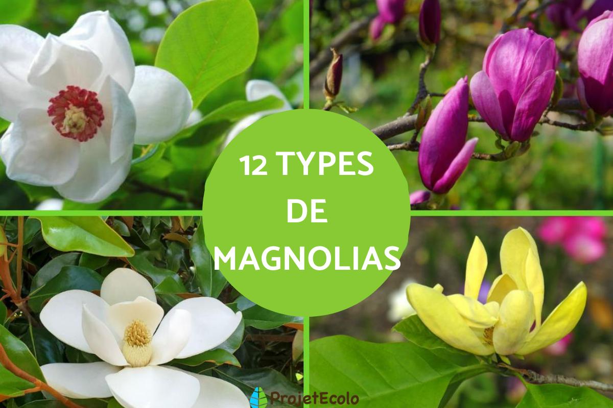12 TYPES de MAGNOLIAS - espèces avec PHOTOS