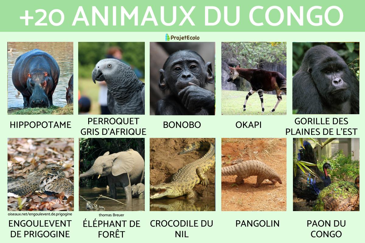 +20 ANIMAUX du CONGO avec PHOTOS