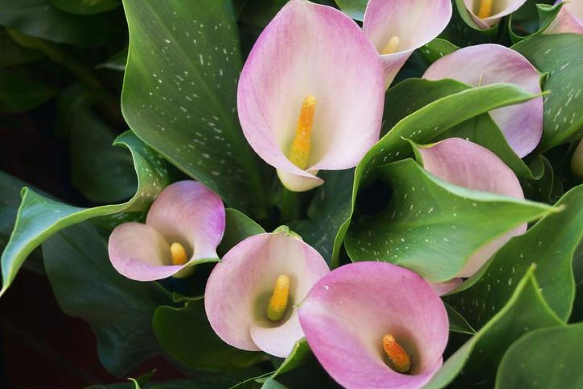 Comment garder un calla comme plante d'intérieur - Entretien