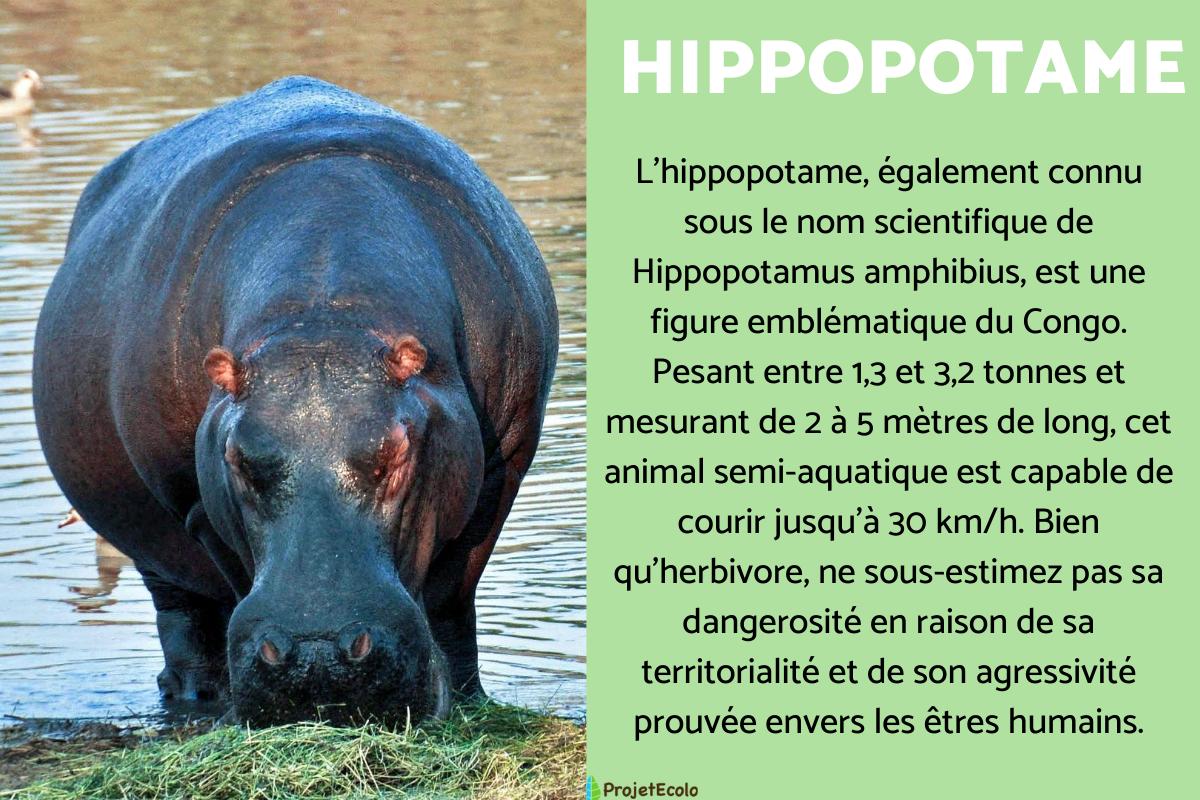 +20 ANIMAUX du CONGO avec PHOTOS