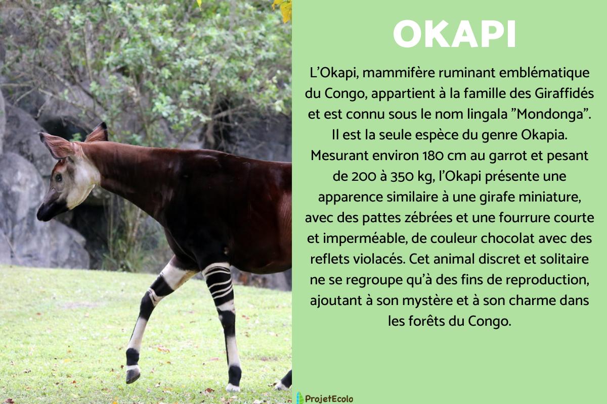 +20 ANIMAUX du CONGO avec PHOTOS