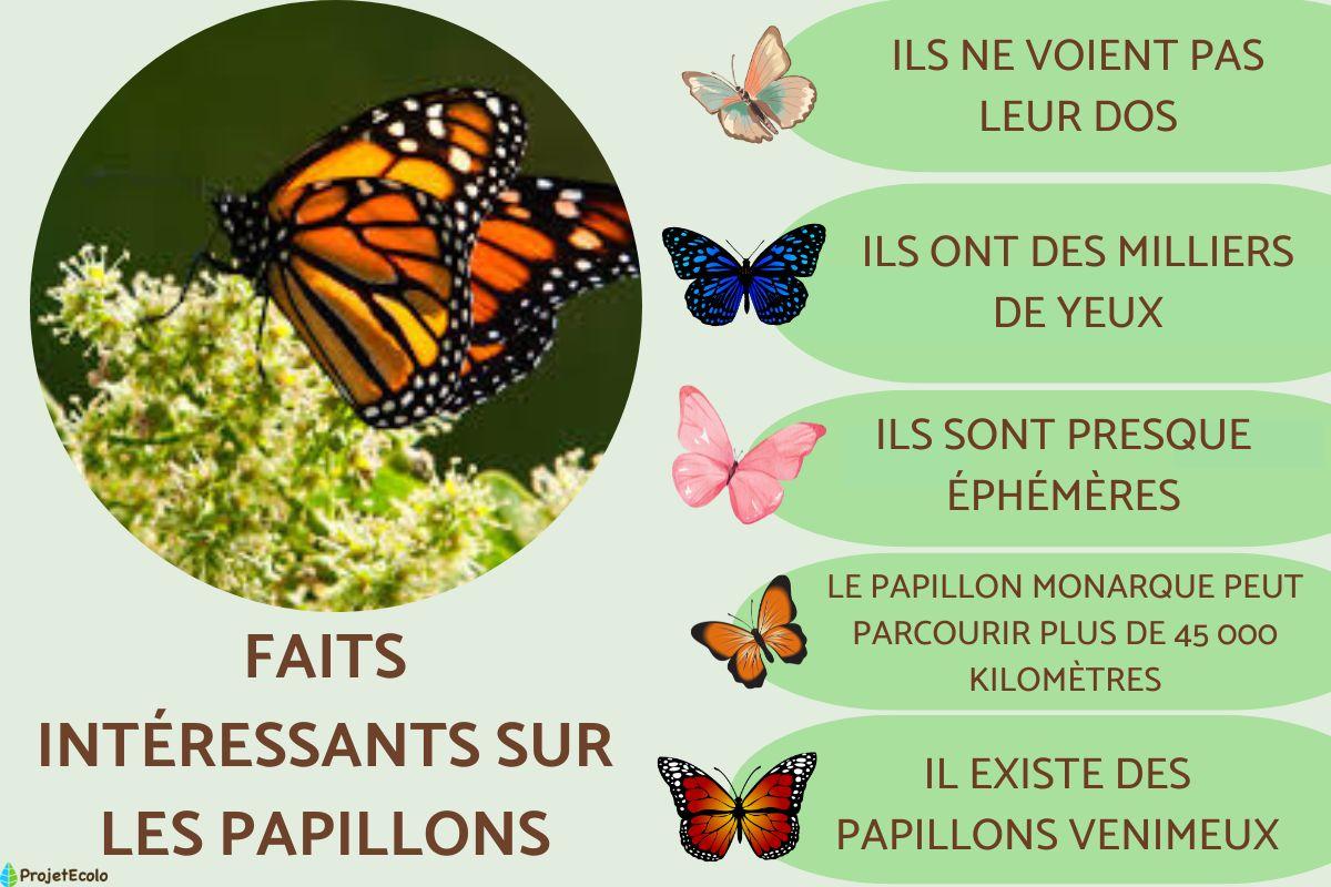 15 faits intéressants sur les papillons - Guide complet