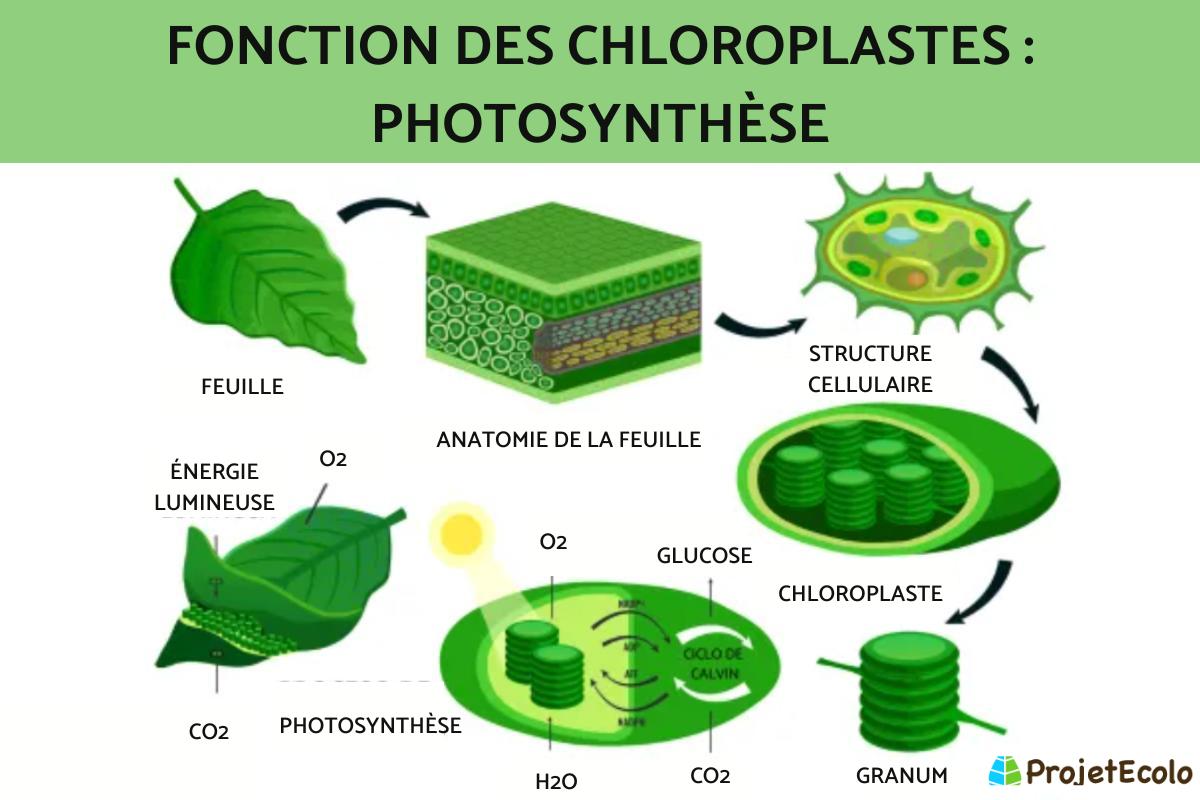 Chloroplaste : définition, schéma et fonction - Qu'est-ce qu'un ...