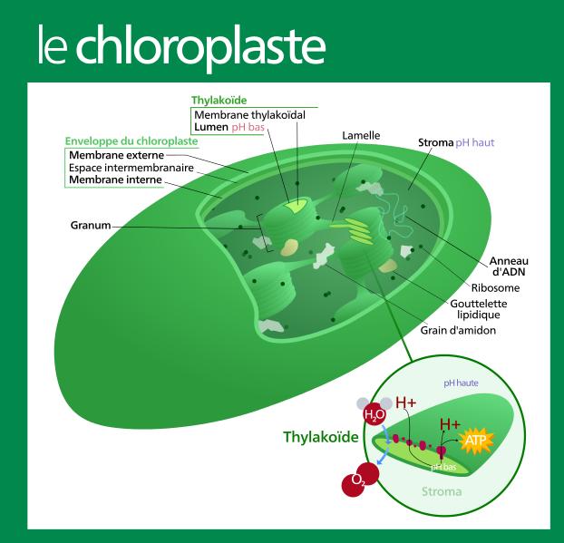 Chloroplaste : définition, schéma et fonction - Qu'est-ce qu'un ...
