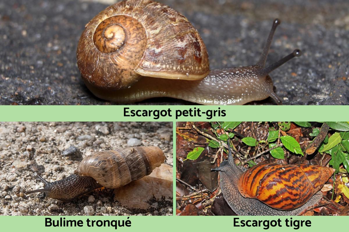 Escargots : alimentation, caractéristiques et espèces