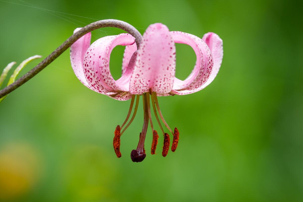 10 Types de lys - Noms, caractéristiques et photos