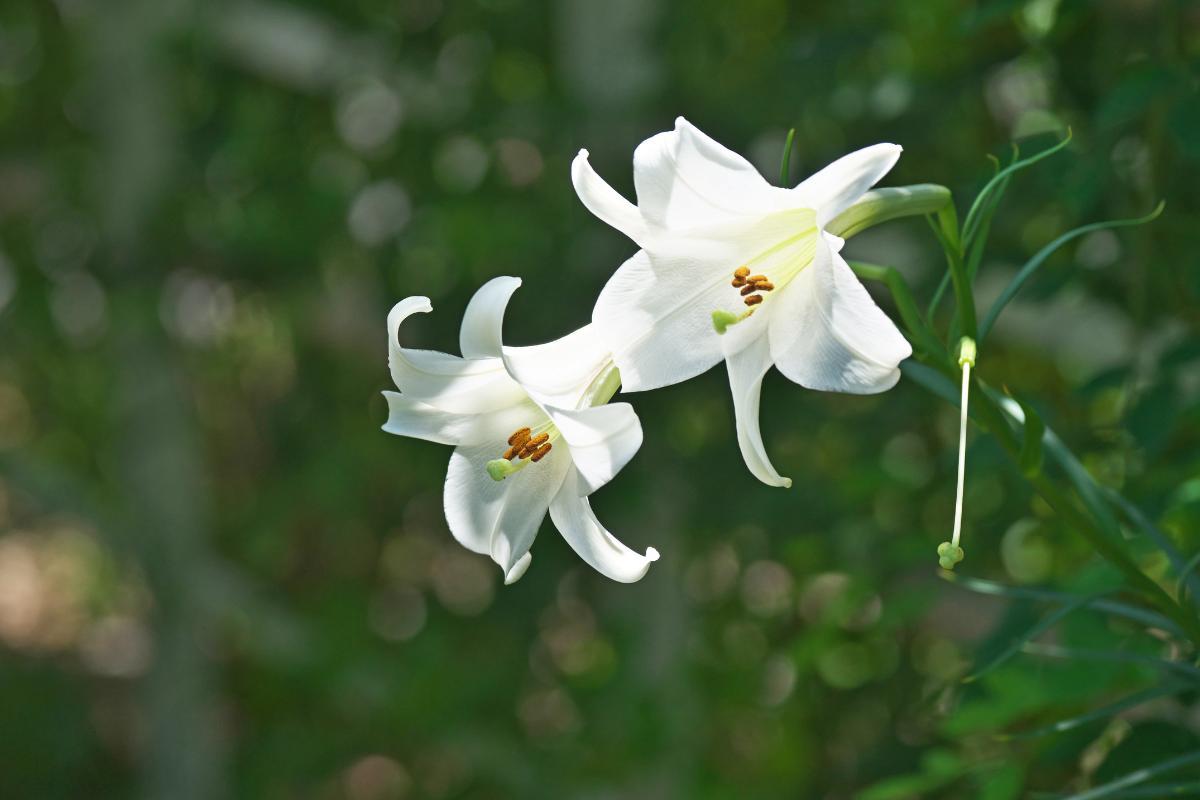 10 Types de lys - Noms, caractéristiques et photos