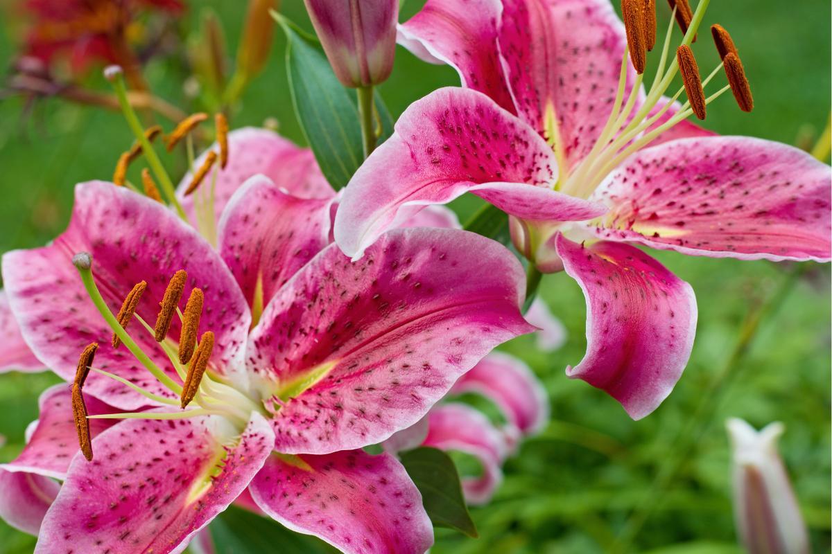 10 Types de lys - Noms, caractéristiques et photos