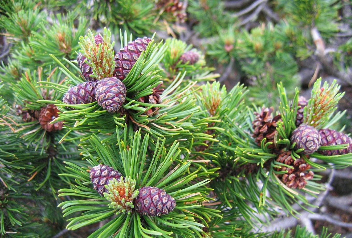 12 TYPES de PINS - Espèces, caractéristiques et PHOTOS