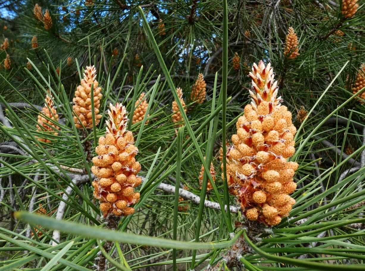 12 TYPES de PINS - Espèces, caractéristiques et PHOTOS