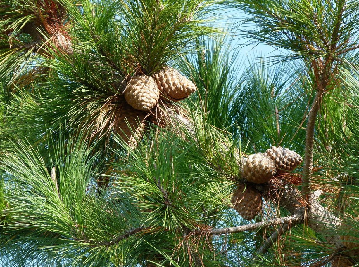 12 TYPES de PINS - Espèces, caractéristiques et PHOTOS