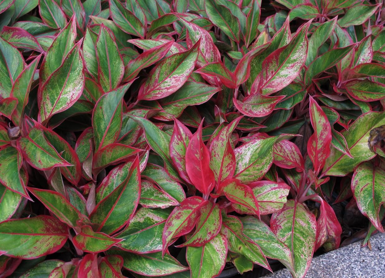 Aglaonema : GUIDE COMPLET d'ENTRETIEN