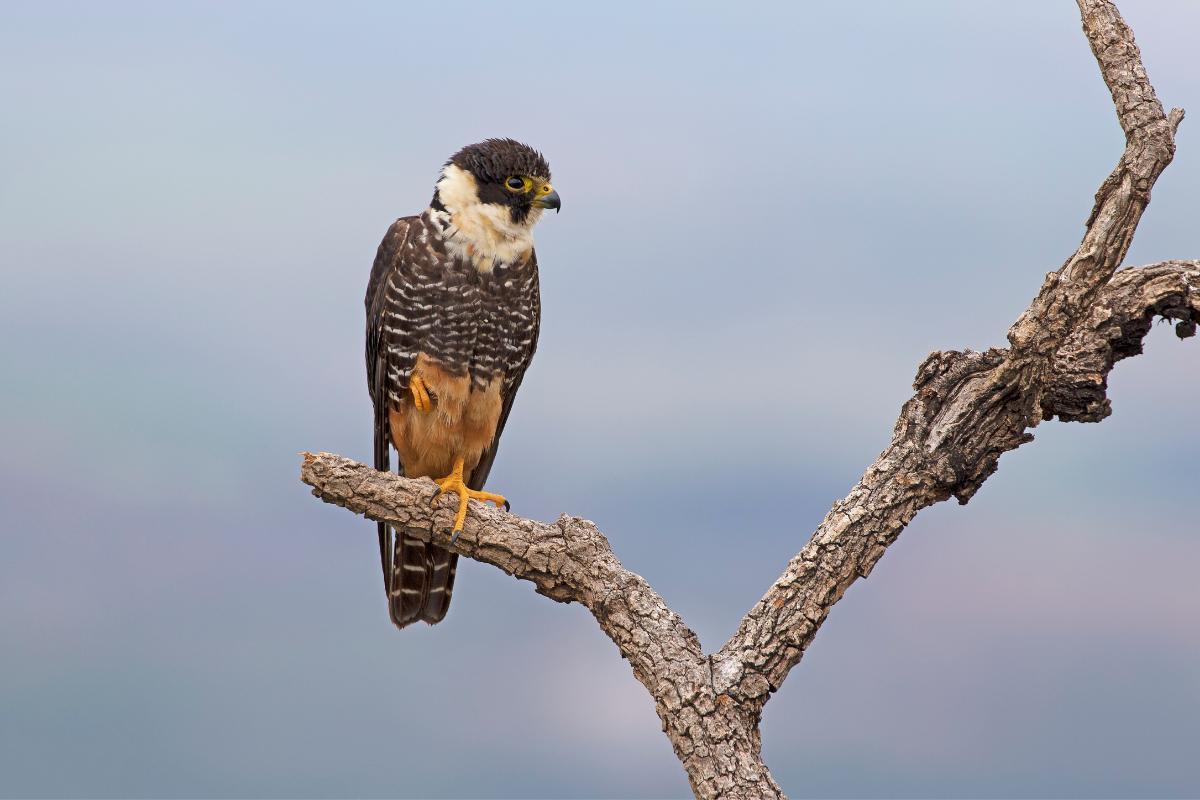 18 Types de faucons - Noms, caractéristiques et PHOTOS des types de faucons