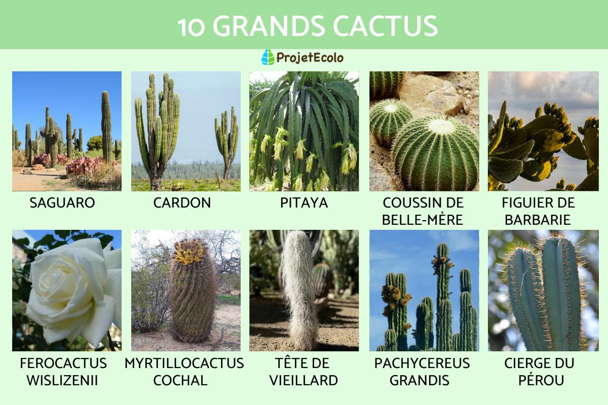 10 GRANDS CACTUS - Noms et photos