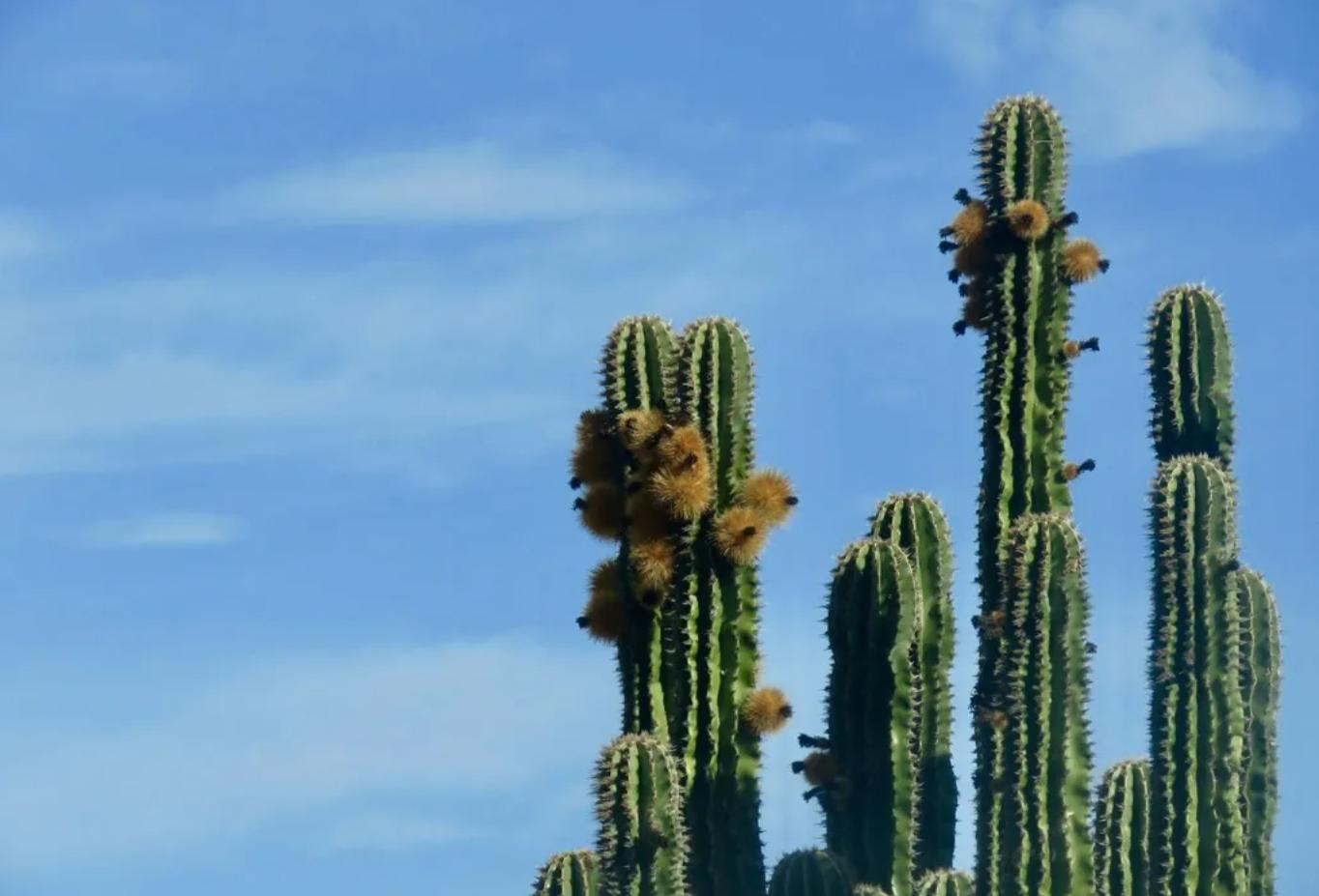 10 GRANDS CACTUS - Noms et photos