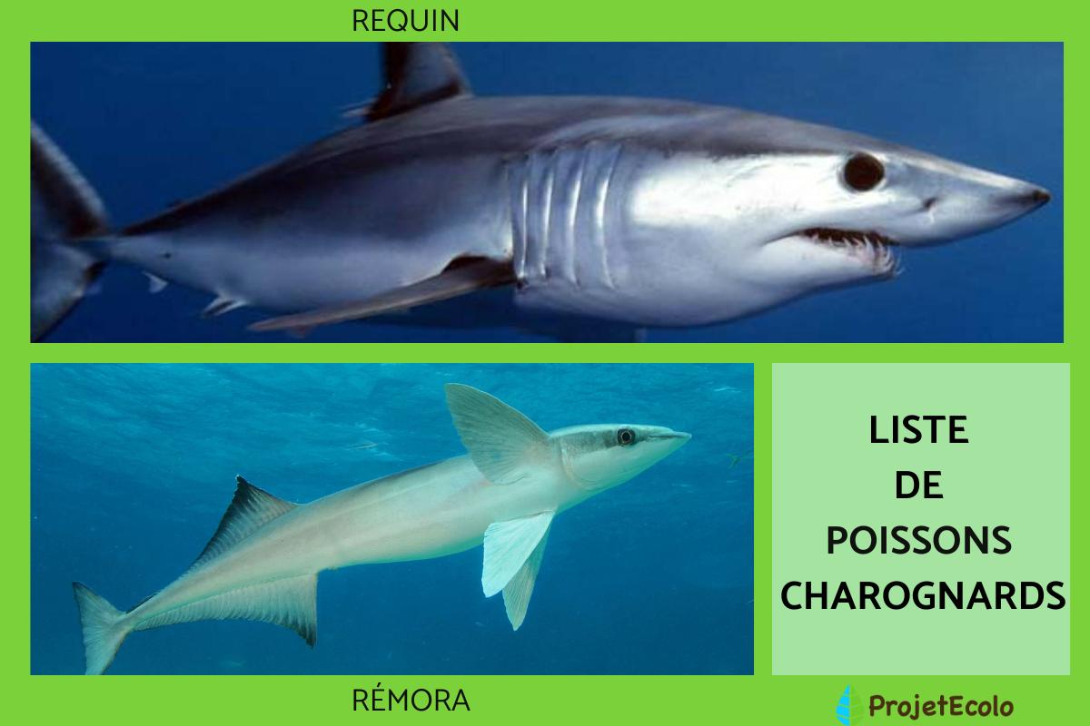 ANIMAUX CHAROGNARDS - DÉFINITION, LISTE et PHOTOS