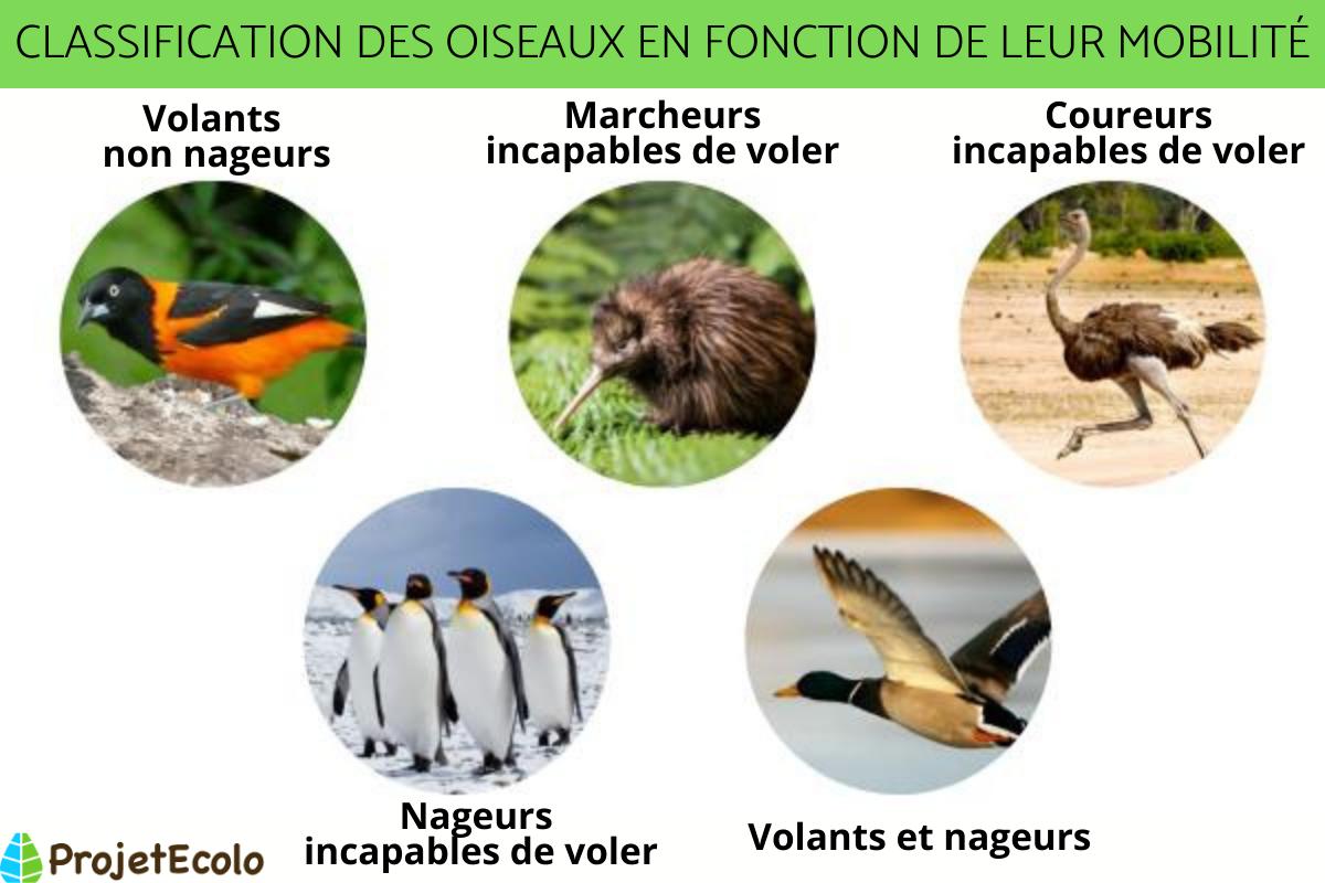 Classification des OISEAUX - Définition et PHOTOS