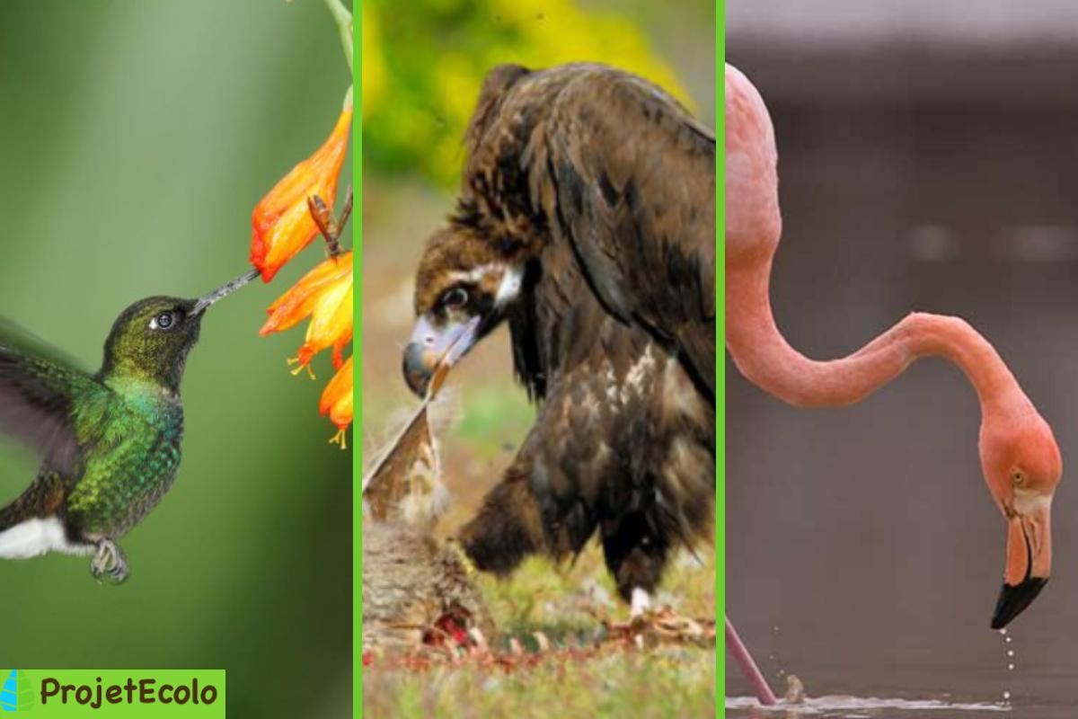 Classification des OISEAUX - Définition et PHOTOS