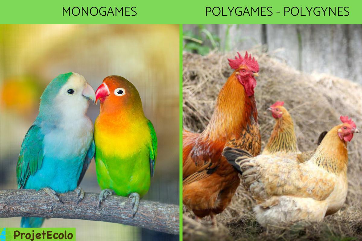 Classification des OISEAUX - Définition et PHOTOS