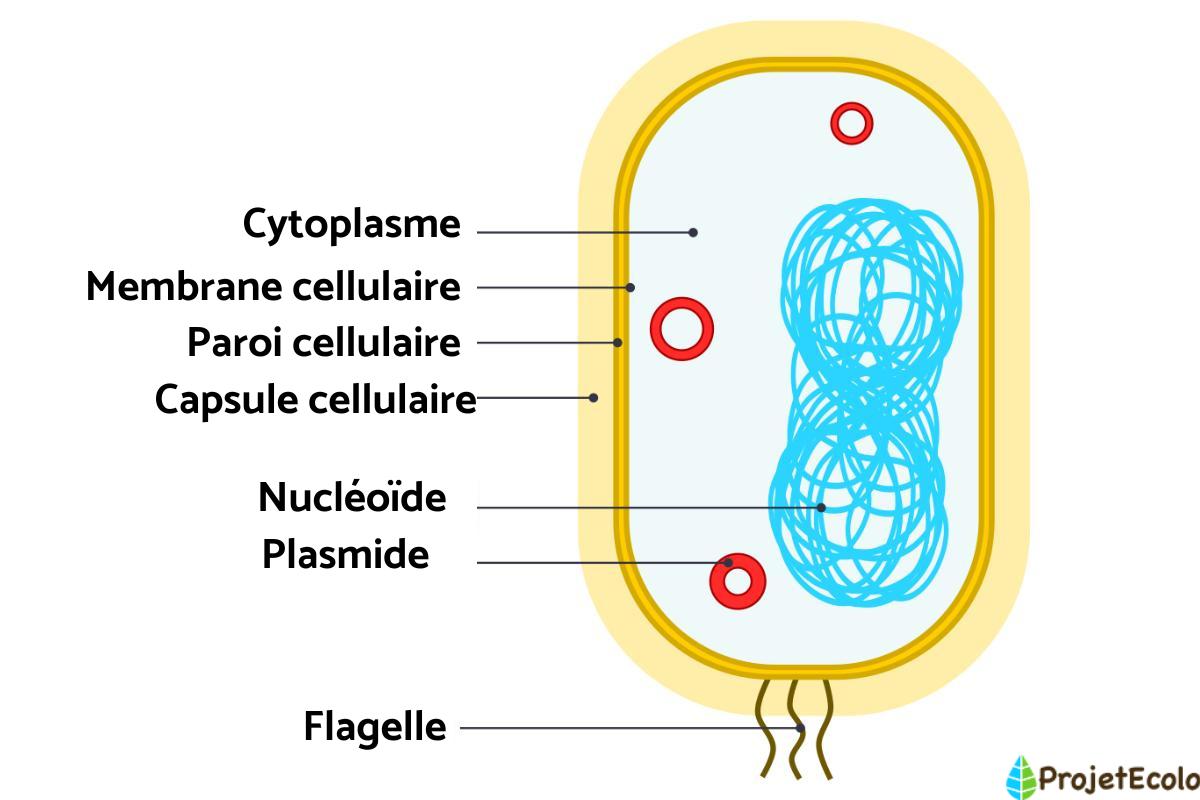 Nucléoïde : Définition, rôle et composition